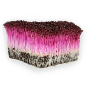 Red Amaranth (Retail/Sprout) | Food Gallery
