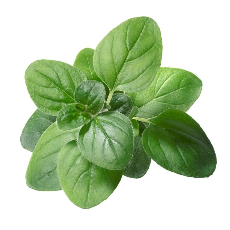 Oregano | Food Gallery